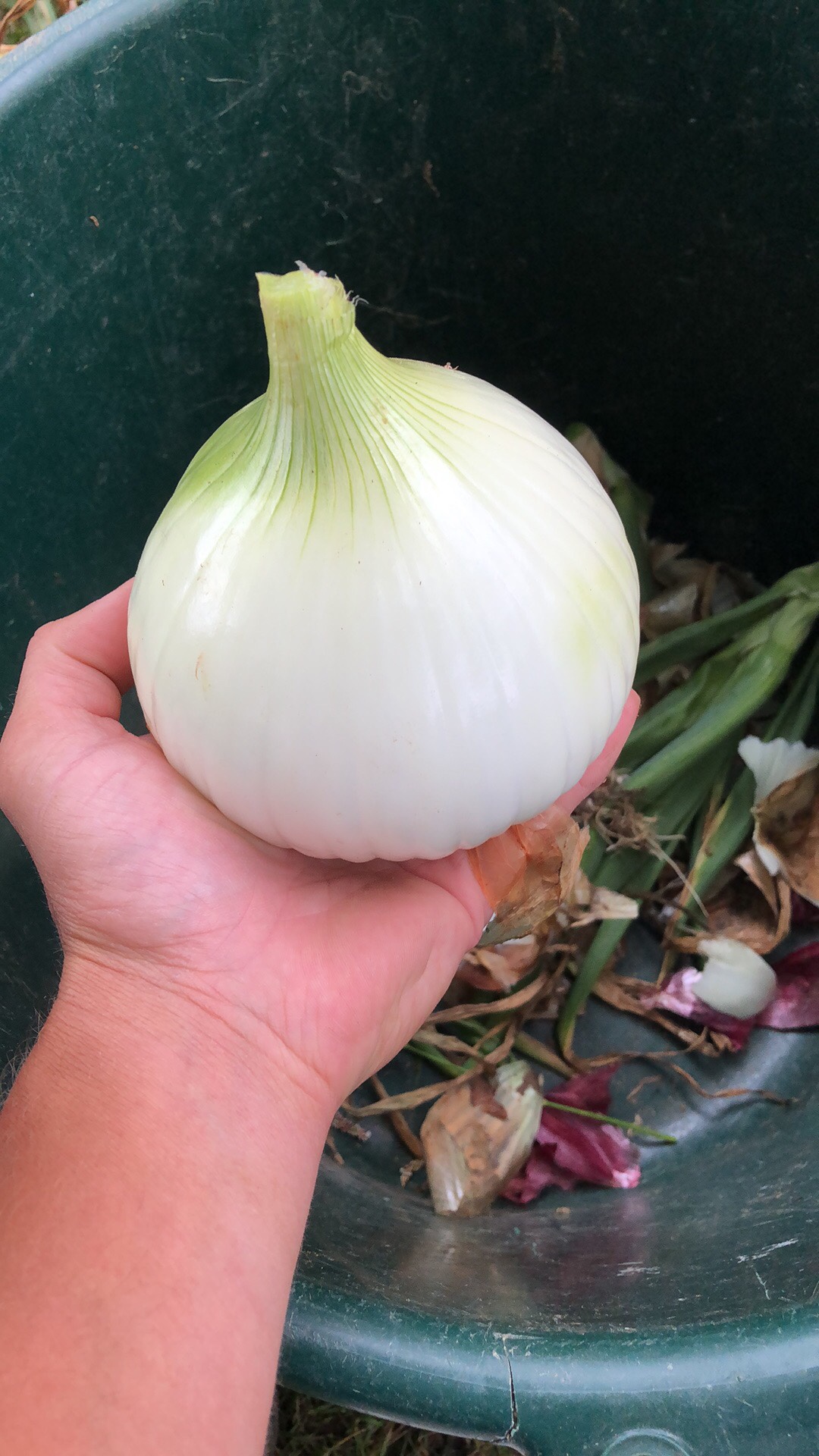 Walla Walla Onion – Nehmer Family Farm
